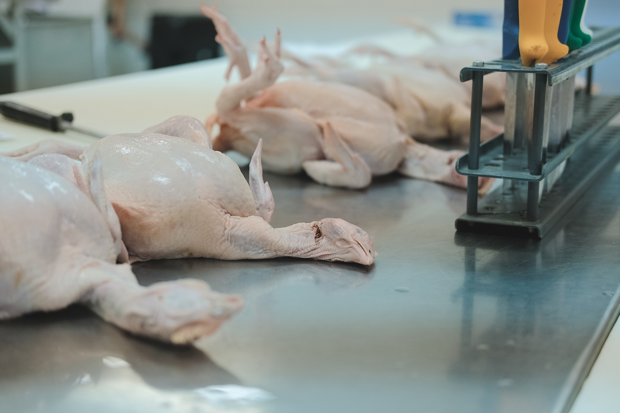 Poultry Meat Examination (PME) Level 1 | VGL Dimensions