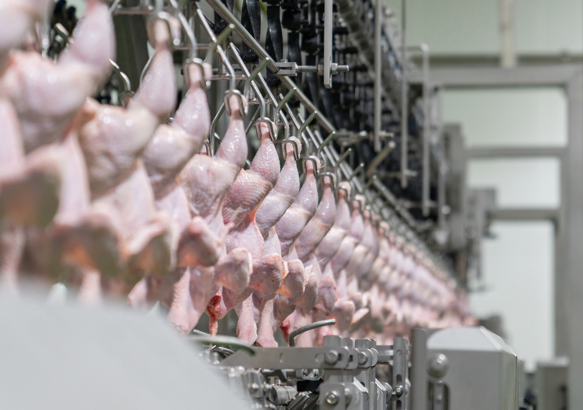 Poultry Meat Examination (PME) Level 2 | VGL Dimensions